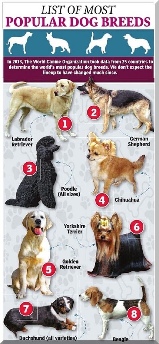 Who Is The Worlds Most Famous Dog