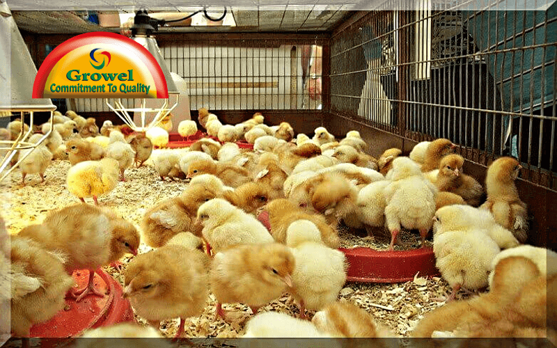 Brooding Management in Poultry – Growel Agrovet
