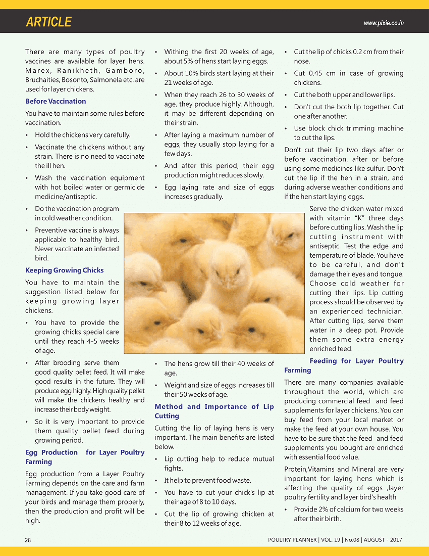"Layer Poultry Farming Guides for Beginners" Published in Poultry ...
