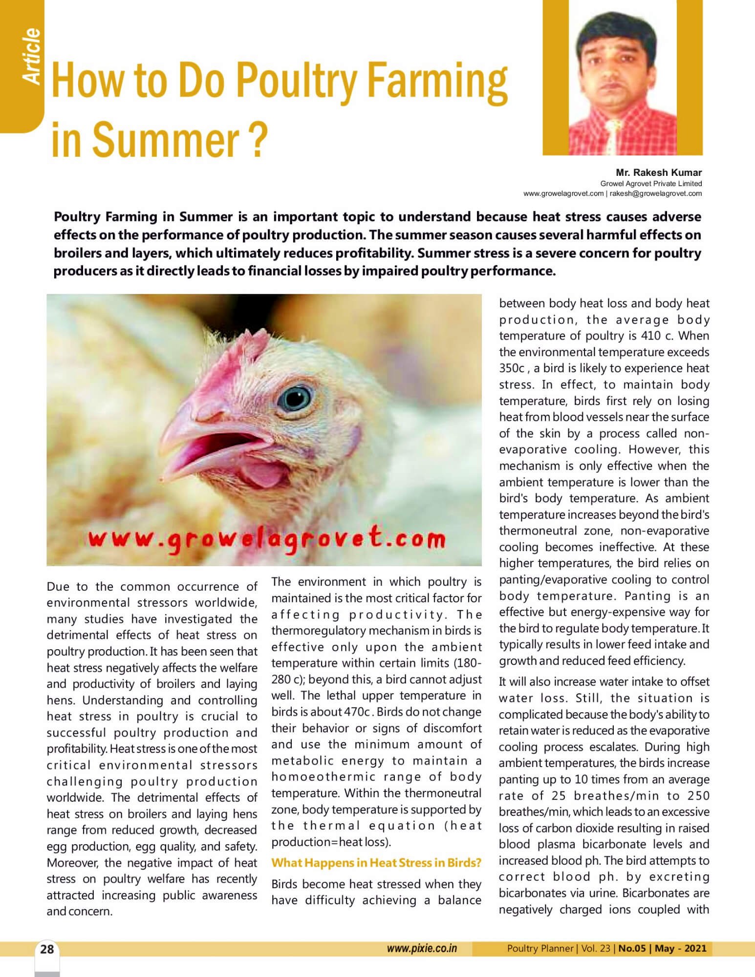 Layer Poultry Farming Guide For Beginners - Growel Agrovet Private Limited
